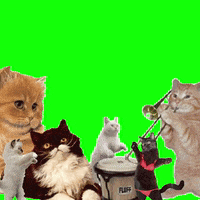 Dubstep Cat Gif