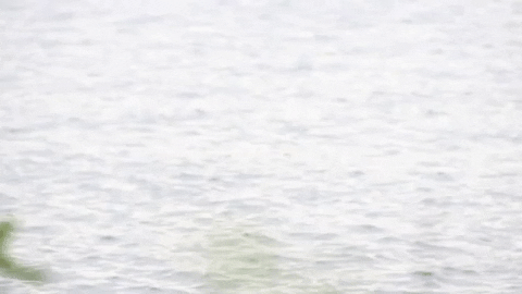 Lake Water Ripples GIF by JC Property Professionals - Find & Share on GIPHY