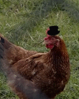 Red-x-chicken GIFs - Get the best GIF on GIPHY