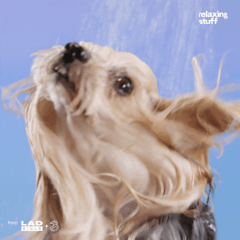 Dog Washing GIFs - Get the best GIF on GIPHY