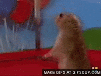 Surprised Chipmunk Gif