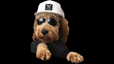 Dance Dog GIF by Surf & Turf Golf - Find & Share on GIPHY