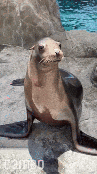 Sea Lion Clapping Gif