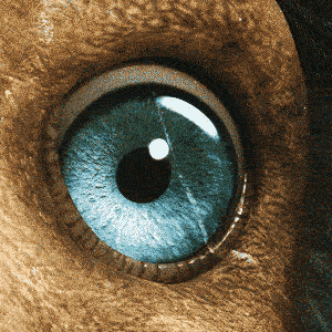 Horror Eye GIF by Dodo Australia - Find & Share on GIPHY