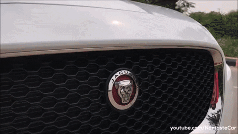 British Cat GIF by Namaste Car - Find & Share on GIPHY