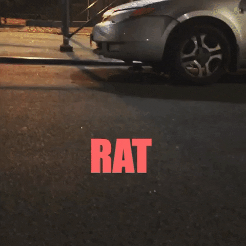 Nyc Rat GIF by chuber channel - Find & Share on GIPHY