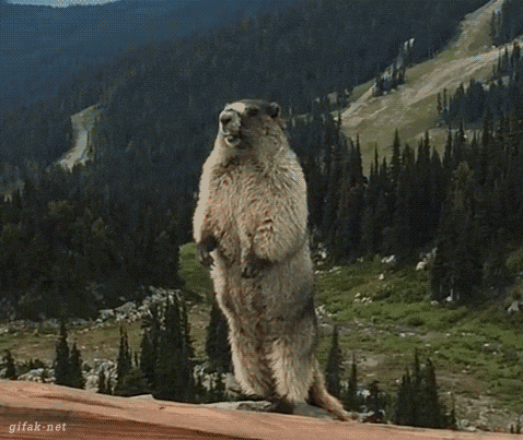 Beavers GIFs - Get the best GIF on GIPHY