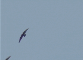 Blue Sky GIFs - Find & Share on GIPHY