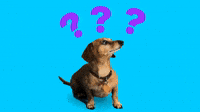 Confused Dog Gif