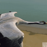Birds Flying Gif