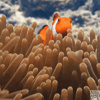 Nemo Anemone Gif