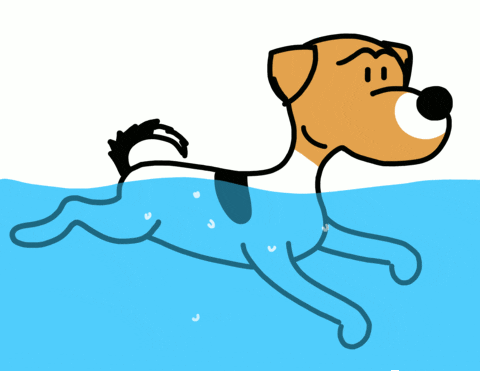 Swimming Dog GIFs - Find & Share on GIPHY
