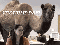 Hump Day Meme Camel Mike