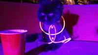 Rave Cat Gif