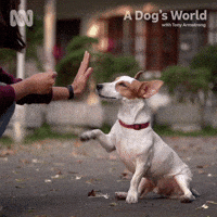 High Five Animals Gif