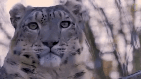 Snow Leopard GIF by Nat Geo Wild - Find & Share on GIPHY