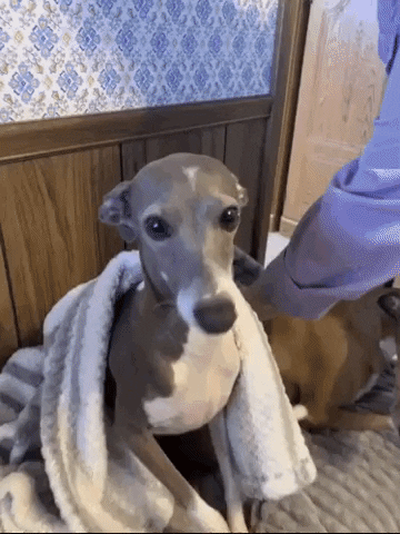 Dog Snoot GIFs - Get the best GIF on GIPHY