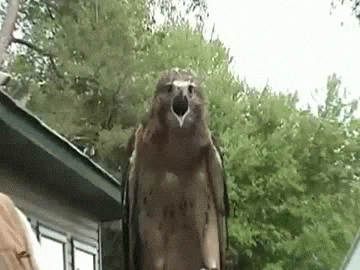 Bird Scream GIFs - Get the best GIF on GIPHY