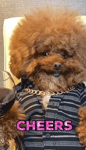 Poodle Doggy GIFs - Get the best GIF on GIPHY