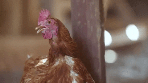 Chicken Eggs GIF by SoulPancake - Find & Share on GIPHY