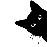 Transparent Cat Gif