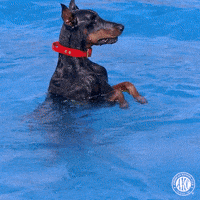 2024 AKC Diving Dogs Challenge by American Kennel Club | GIPHY