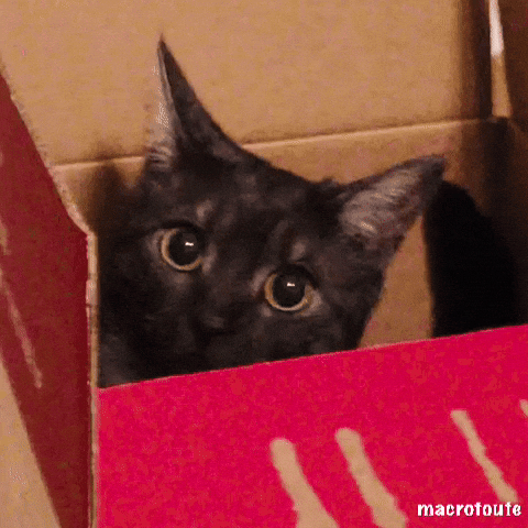 Cat Digging GIFs - Find & Share on GIPHY