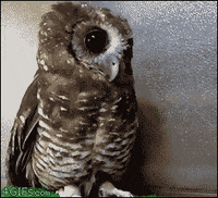 Sad Owl Gif
