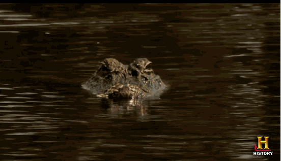 Alligator Waiting GIF by Swamp People - Find & Share on GIPHY