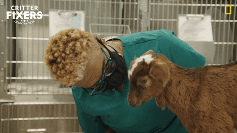 Goat Baby GIFs - Get the best GIF on GIPHY