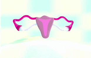 Uterus Ovary GIF by Jaclyn - Find & Share on GIPHY
