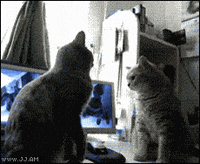 Cat High Five Pull Up Gif