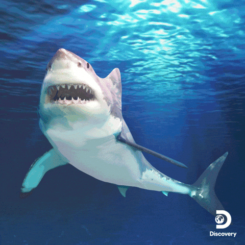 Shark Week 2023 GIFs GIFs on GIPHY - Be Animated