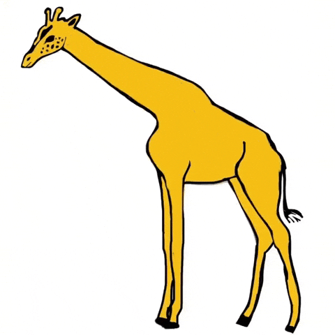 Giraffes Gif