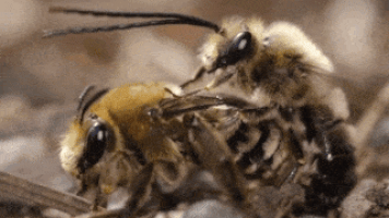 Bee GIFs - Find & Share on GIPHY