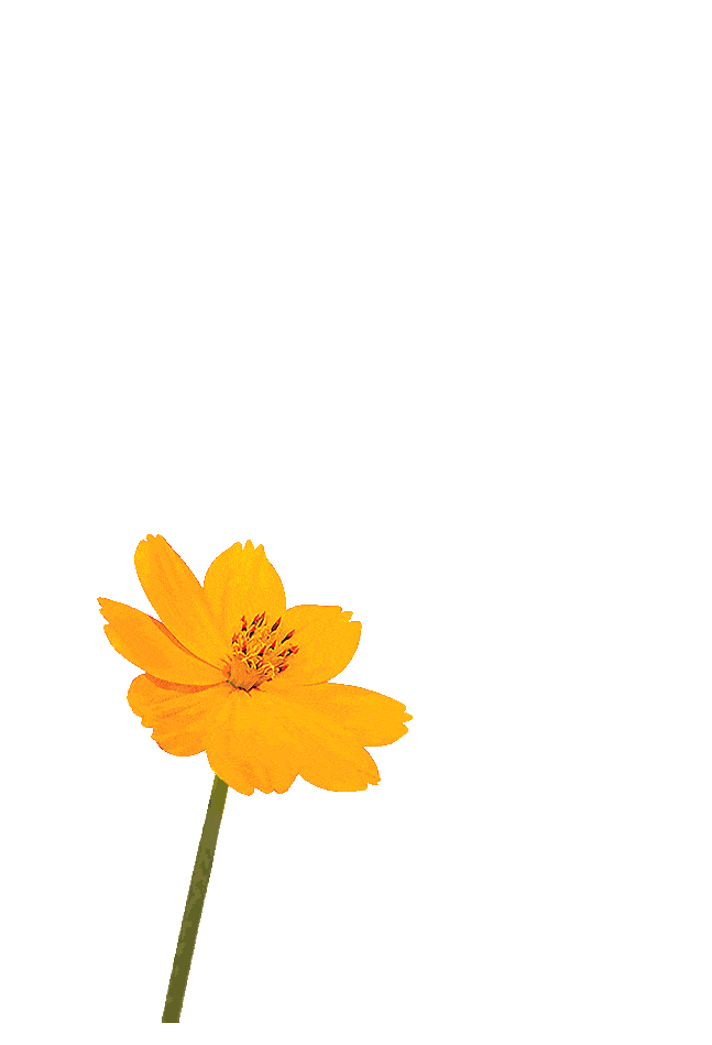 Flower Growing Gif