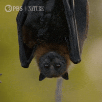 What's On Tonight & Pop Culture: CBSSM: BATS!