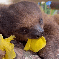 Sloths Leanbh Gleoite Gif Sloths GIFs | Tenor