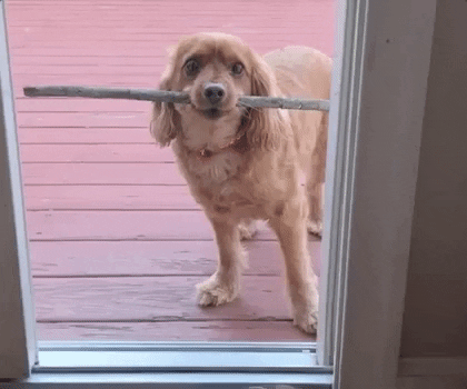 Dog Puppy GIF by Boomer The Perfect Mutt - Find & Share on GIPHY
