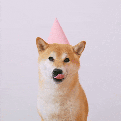 Bday Dog GIFs - Get the best GIF on GIPHY