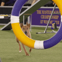 Dog Running Gif
