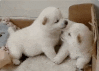 Cute Puppy Hug Gif