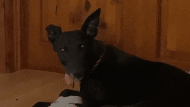Lurcher GIFs - Get the best GIF on GIPHY