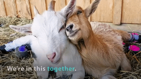 Goats of Anarchy GIFs on GIPHY - Be Animated