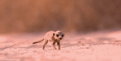 Super Smart Animals GIFs - Get the best GIF on GIPHY