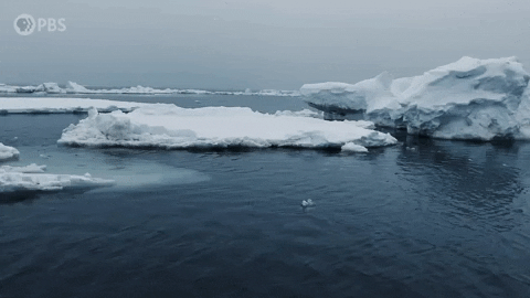 Marine Life Ice GIF by PBS Digital Studios - Find & Share on GIPHY
