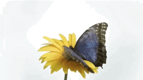 Biomimicry GIFs - Get the best GIF on GIPHY