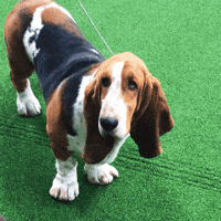 Basset Hound Geanimeerde Gif Hound GIFs | Tenor