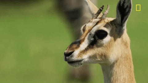 Hostile Planet: Grasslands by National Geographic TV | GIPHY