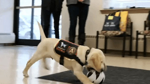 Dog Soccer GIF by Atlanta United - Find & Share on GIPHY
